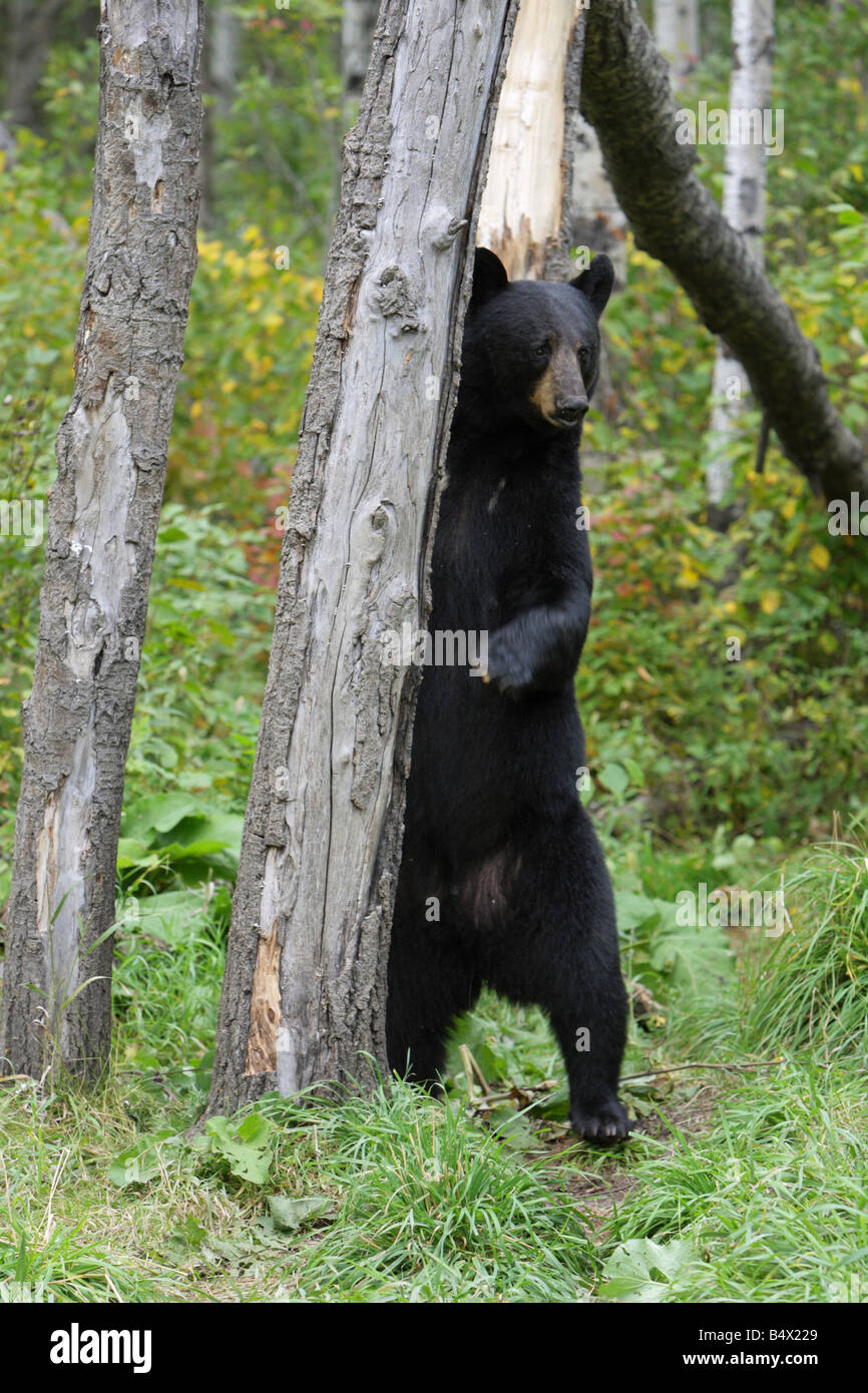 Black Bear Ursus americanus standing upright erect on its hind legs ...