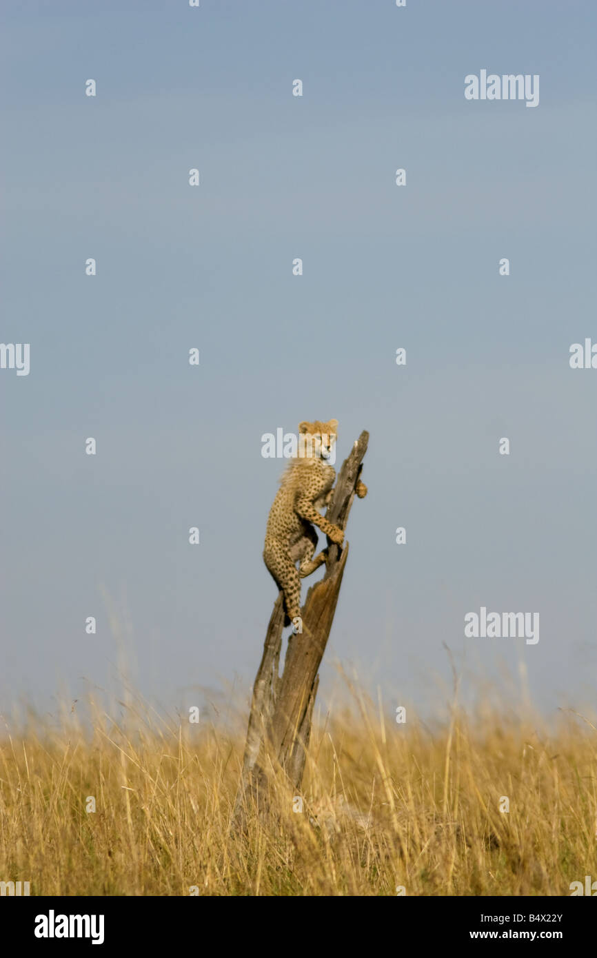 Cheetah cub hi-res stock photography and images - Alamy