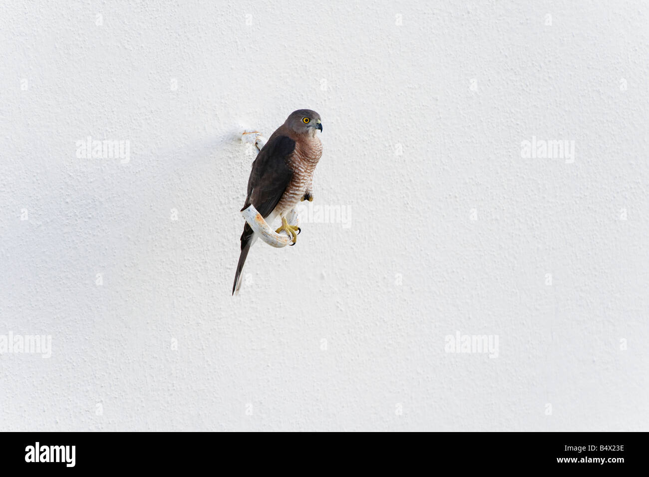 Asian bird hi-res stock photography and images - Alamy
