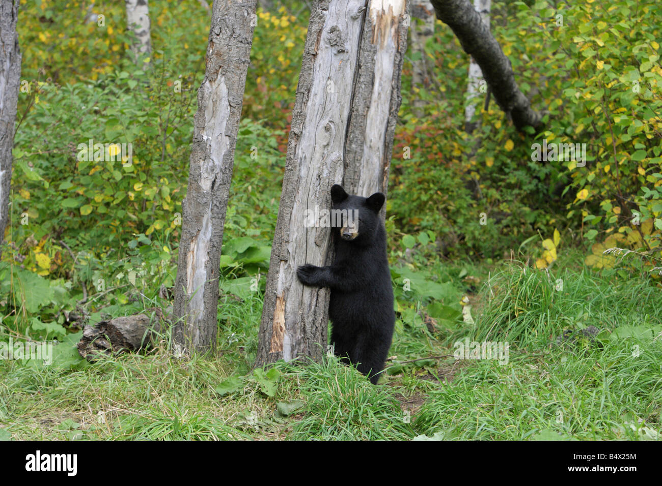 Black Bear Ursus americanus cub standing upright erect on its hind legs ...