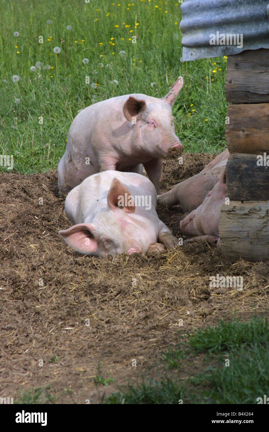 Pigs sleeping outdoors free range, Alpine french farm, vertical.Pigs ...