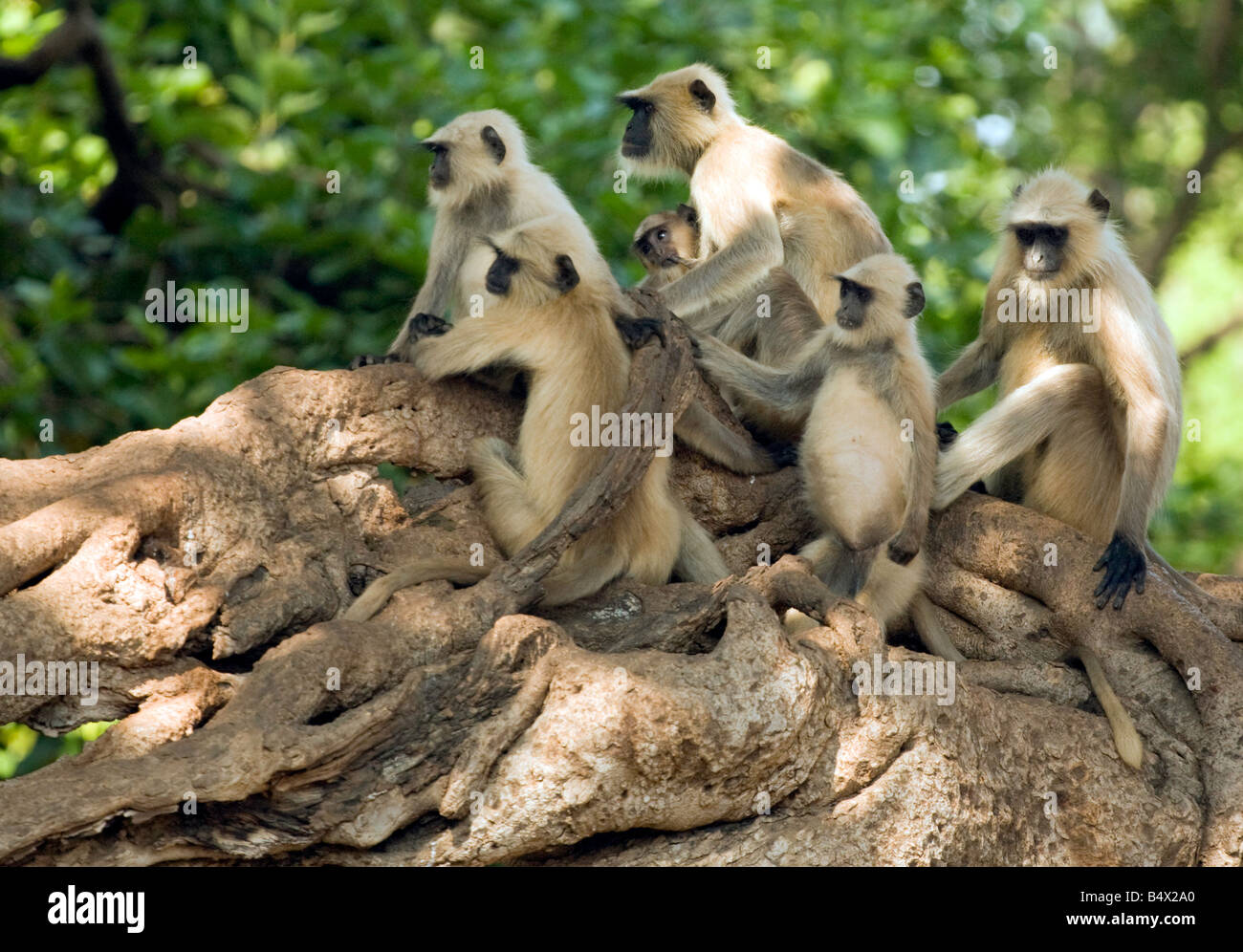 Langur gray langurs hi-res stock photography and images - Alamy