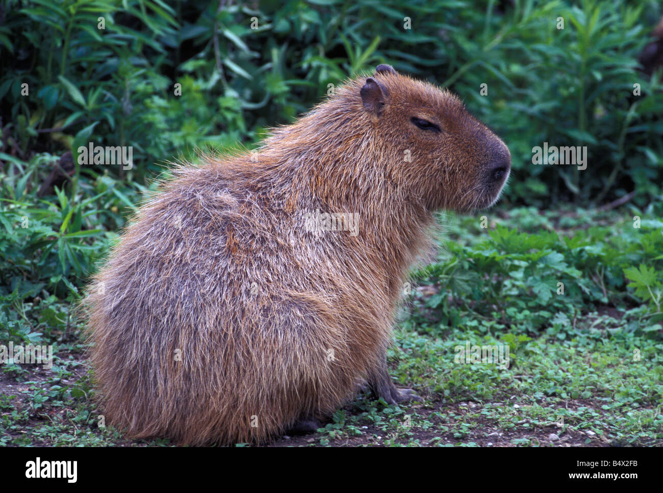 Capibara hydrochoerus hi-res stock photography and images - Alamy