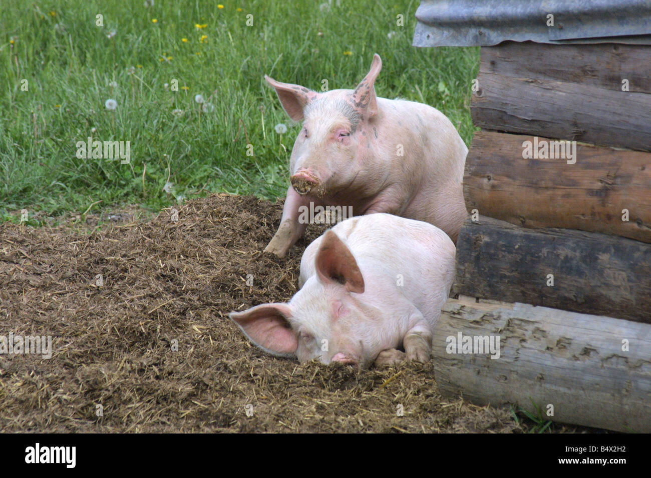 Pigs sleeping outdoors free range, Alpine french farm, Horizontal.Pigs ...