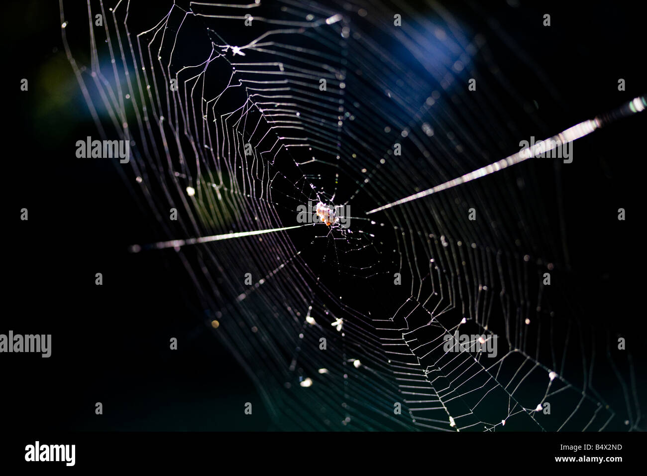 Caught in the web Stock Photo - Alamy
