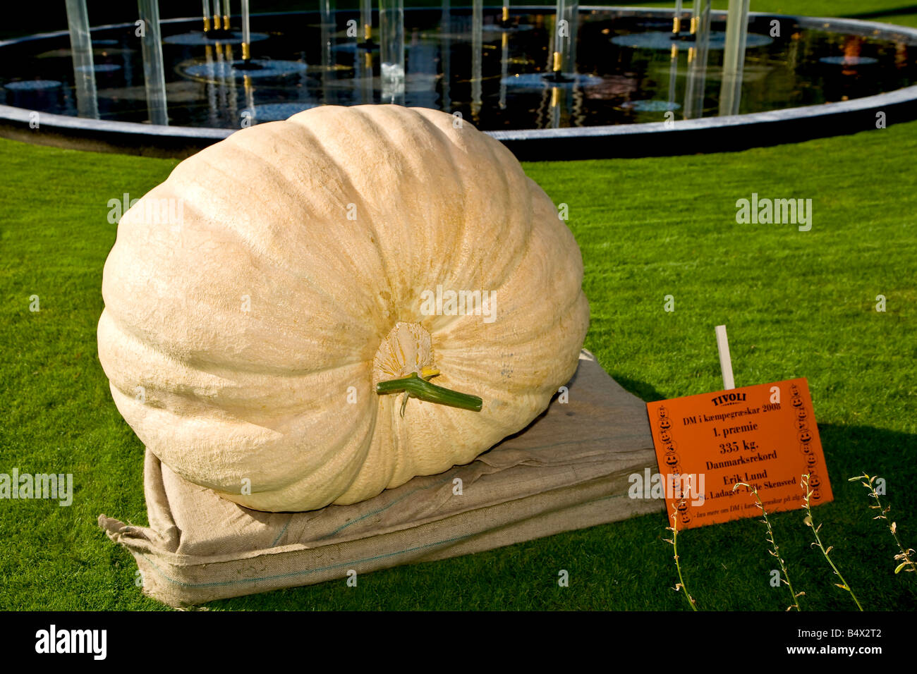 The danish number one 335 kilos giant pumpkin Stock Photo - Alamy