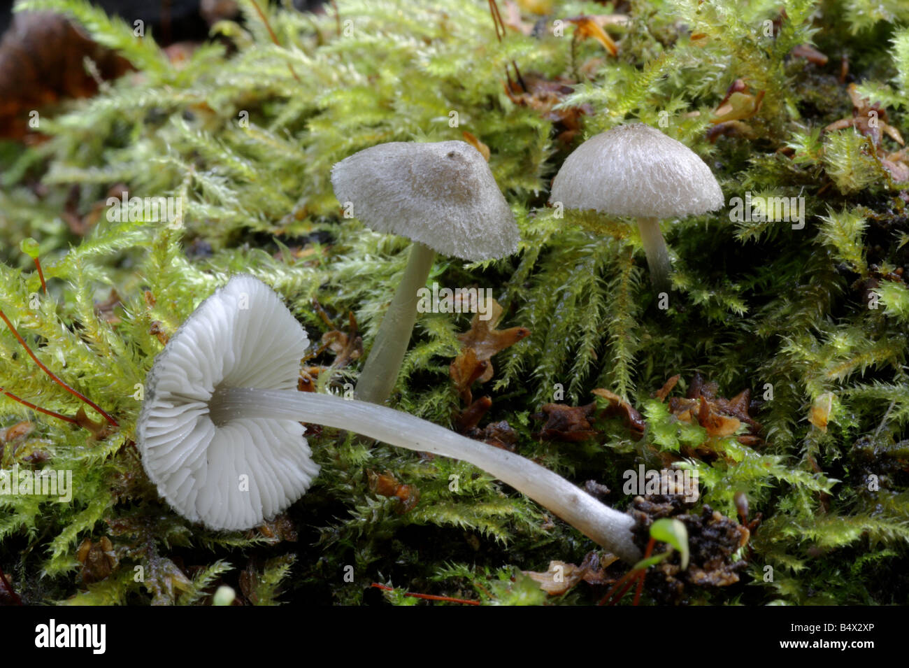 Pluteus fungi hi-res stock photography and images - Alamy