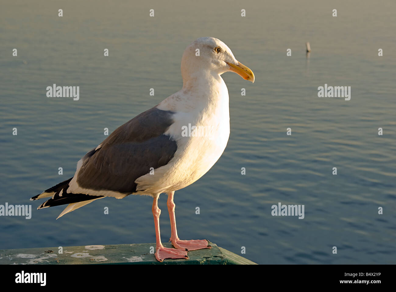 Male Sea Gull Santa Monica Bay CA, Pacific Park Pier Stock Photo - Alamy