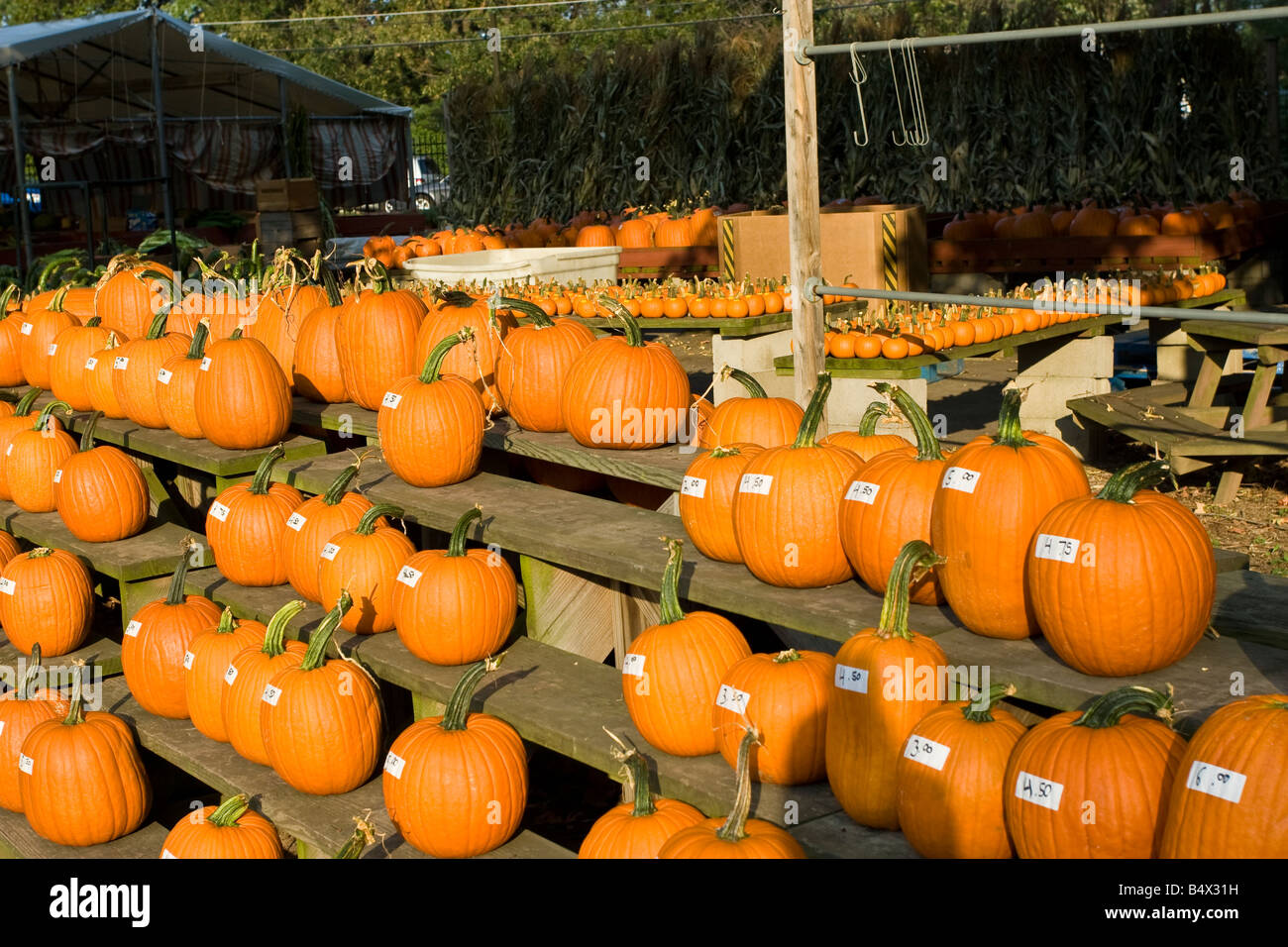 Halloween Pumpkin Stands at Autumn Festival Stock Photo - Alamy