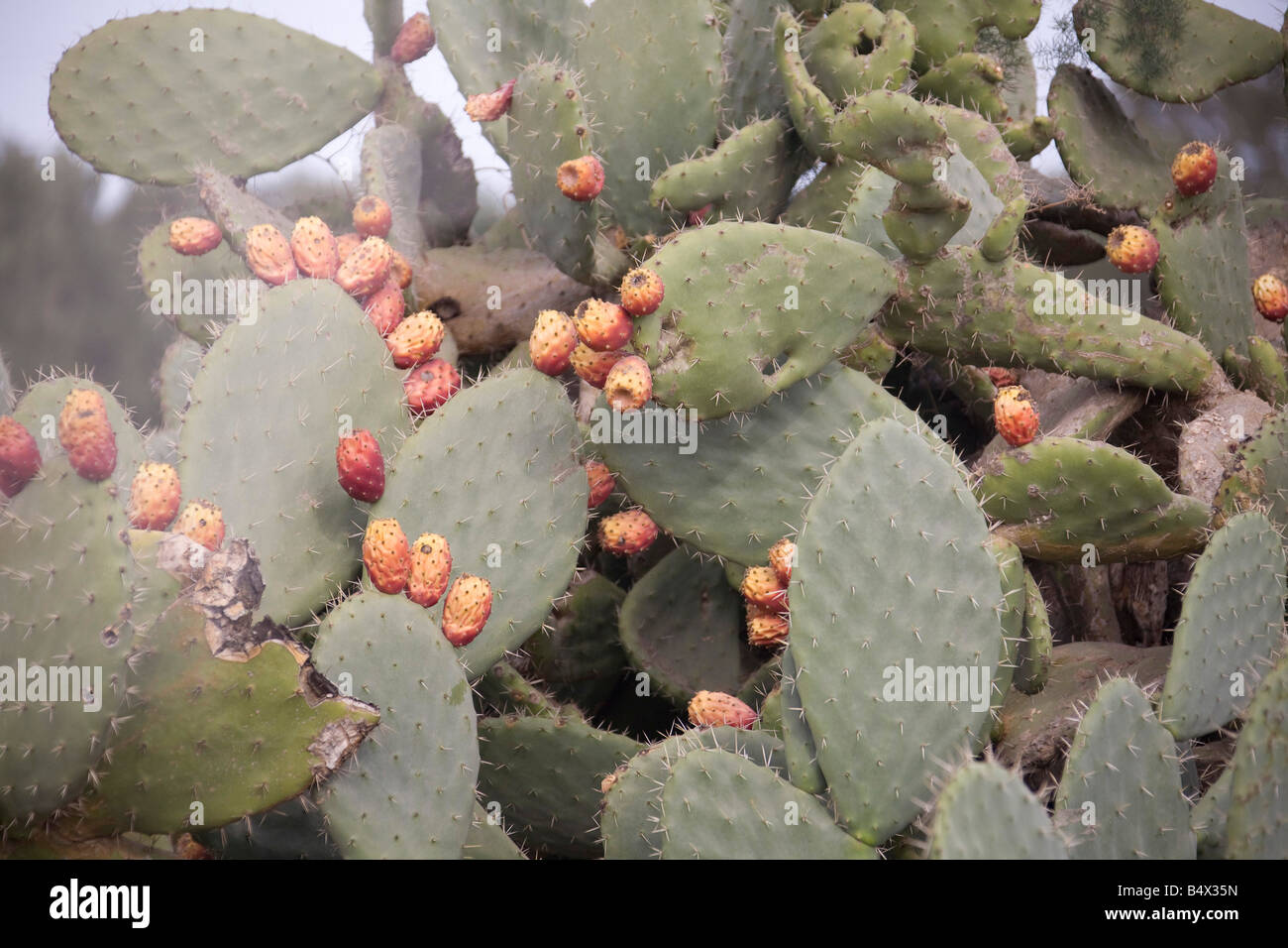 Velvet tree Pear, Opuntia tomentosa, Cactus plant. Cacti. green broad ...