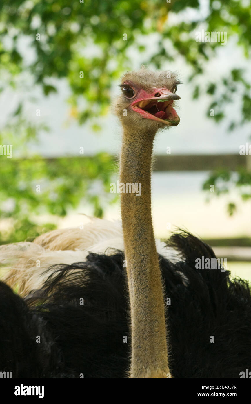 A colour portrait photograph of an ostrich (001 Stock Photo - Alamy