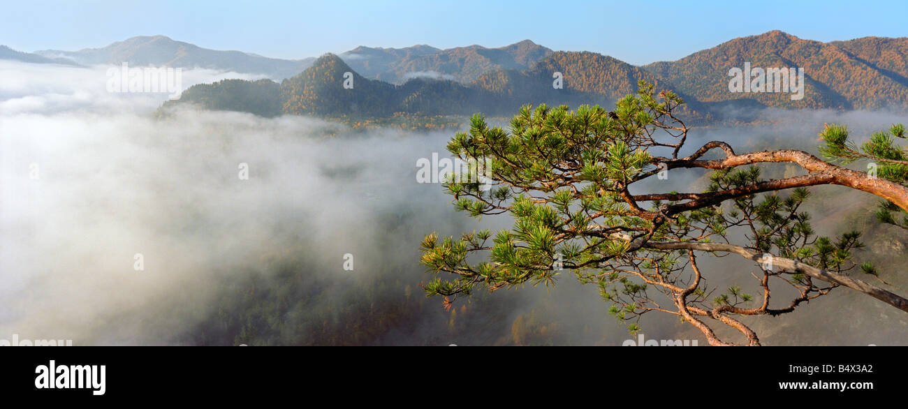 A pine tree branch over the Katun River’s valley in misty morning ...