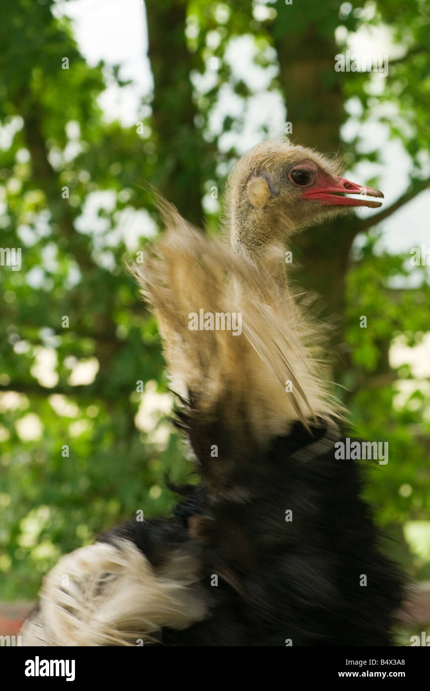 A colour portrait photograph of an ostrich (002 Stock Photo - Alamy