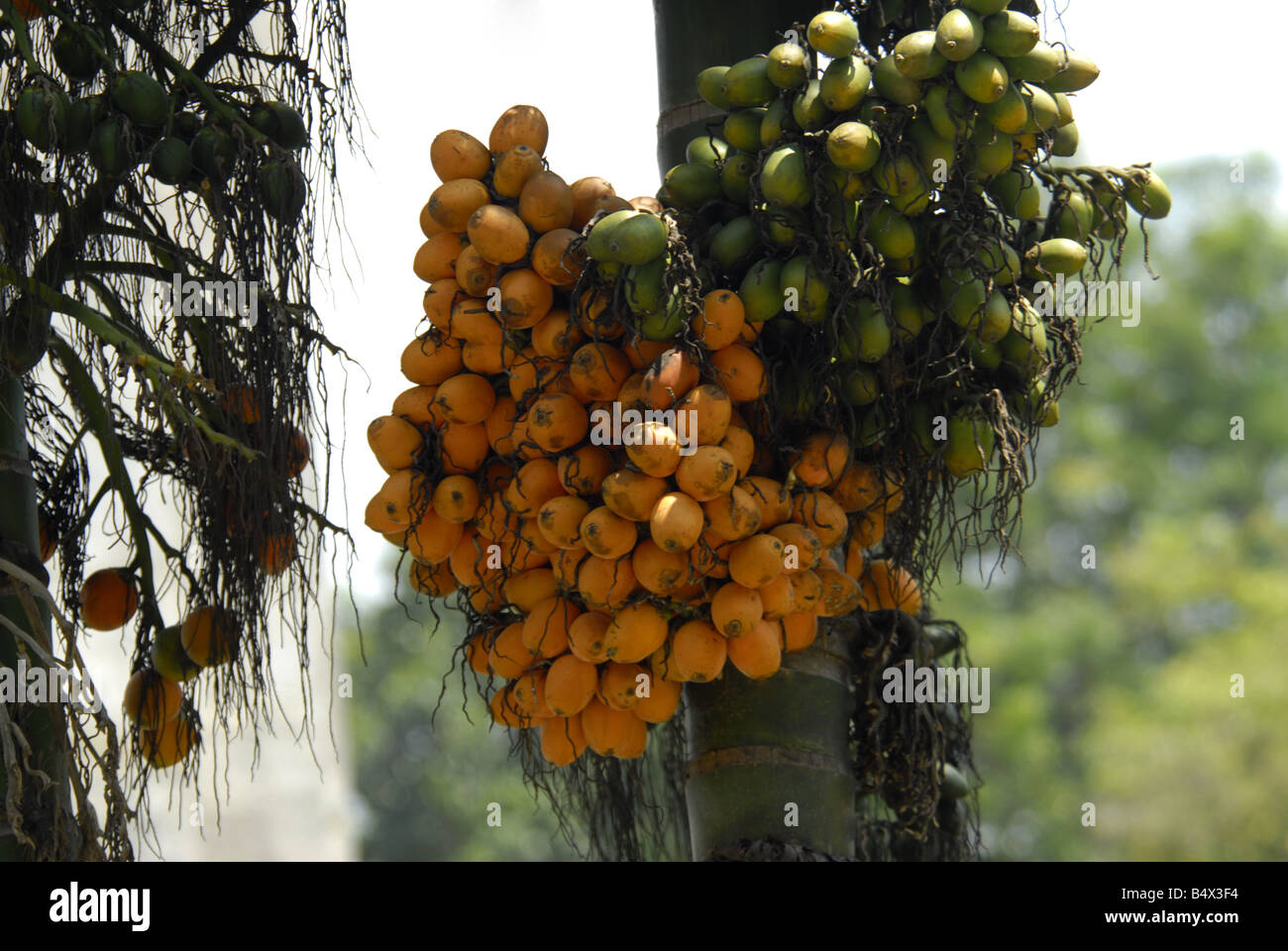 Areca catechu trees hi-res stock photography and images - Alamy