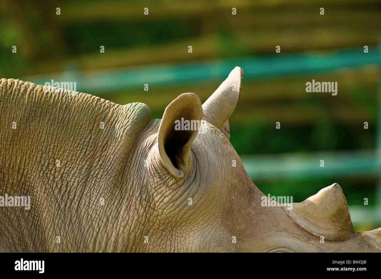 A colour photograph, ears and small horn of a black rhinoceros (003 ...