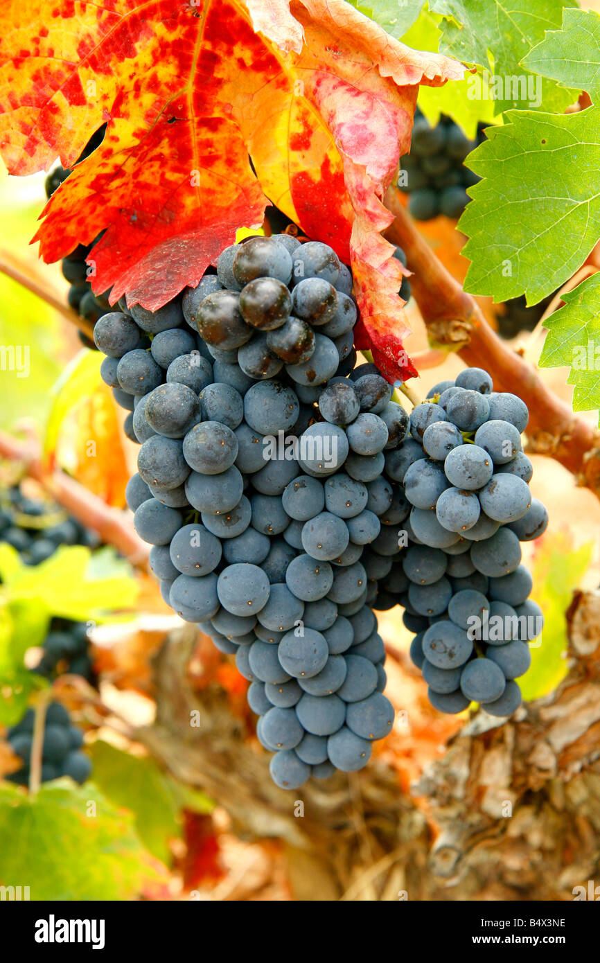 Vineyard priorat wine agriculture hi-res stock photography and images ...