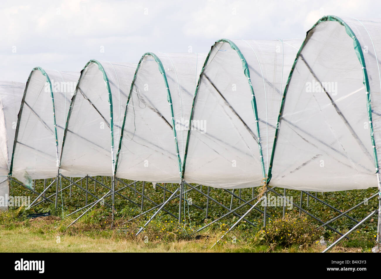 Strawberries growing under poly tunnels at Guilton Farm Kent England ...
