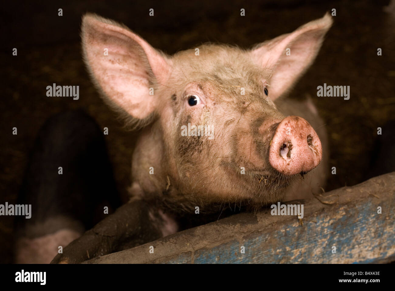 A young pig in its poke Stock Photo - Alamy