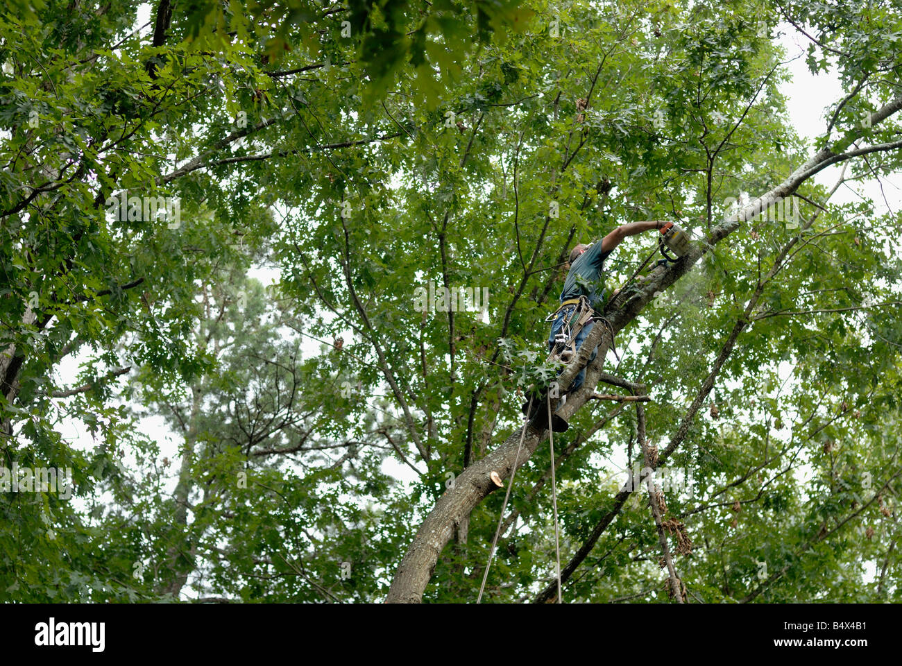 Tree surgeon saw off hi-res stock photography and images - Alamy