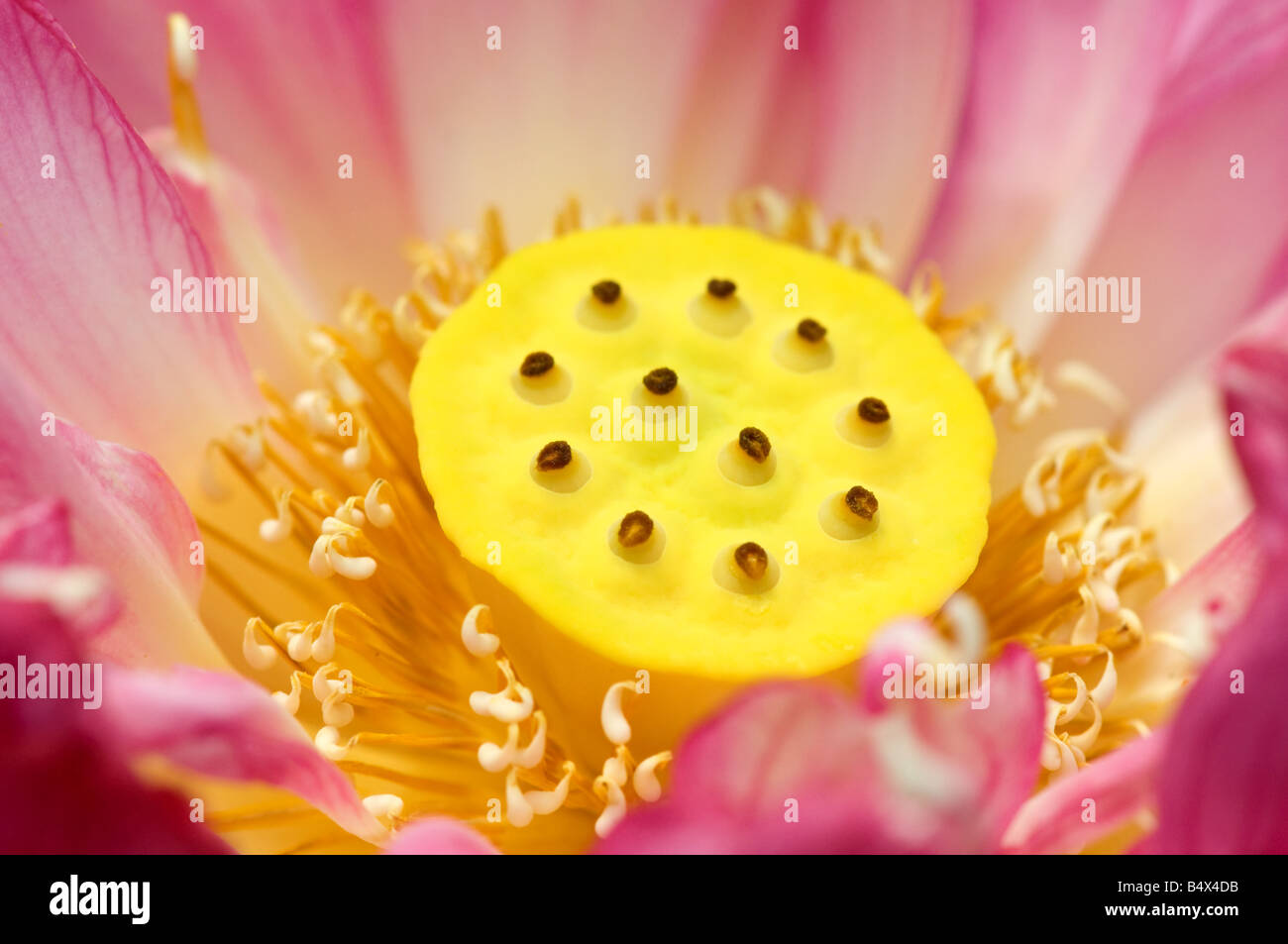 The close up view of lotus flower Stock Photo - Alamy