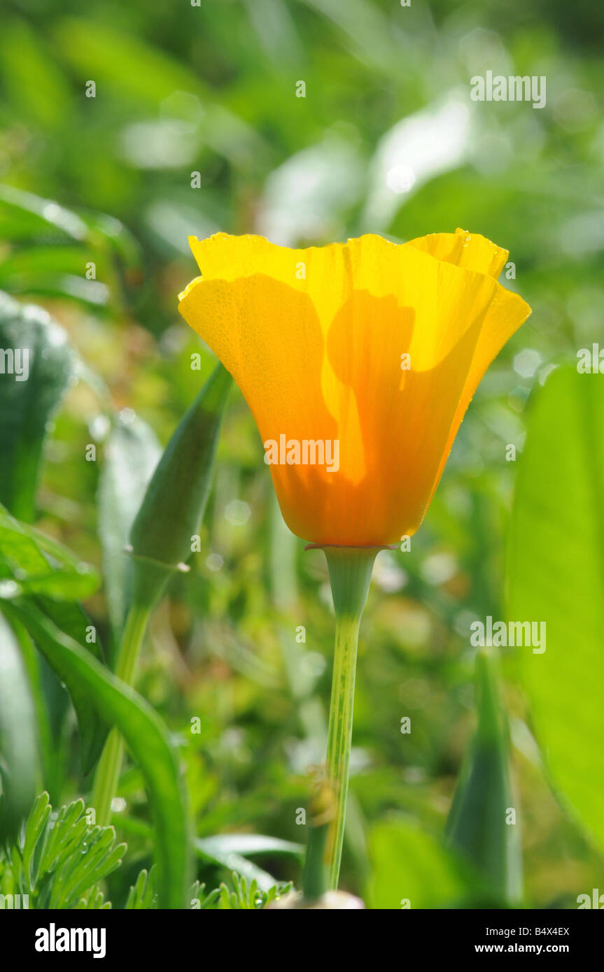 Yellow flower blooming Stock Photo - Alamy