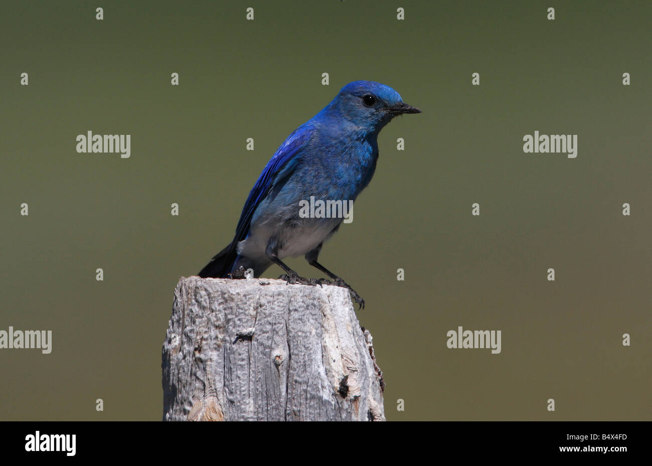Mountain Bluebird Sialia currucoides sitting on a fence post in the Red ...