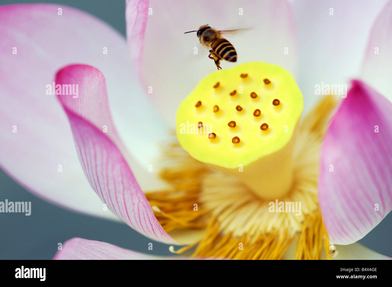 A blooming lotus flower and a bee Stock Photo - Alamy