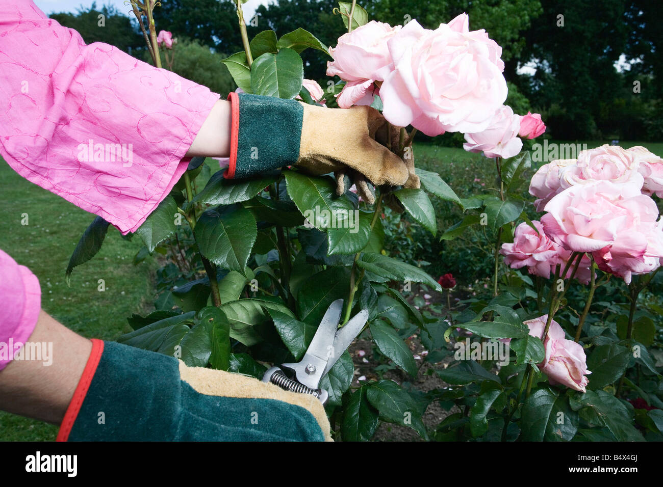 Woman pruning roses hi-res stock photography and images - Alamy