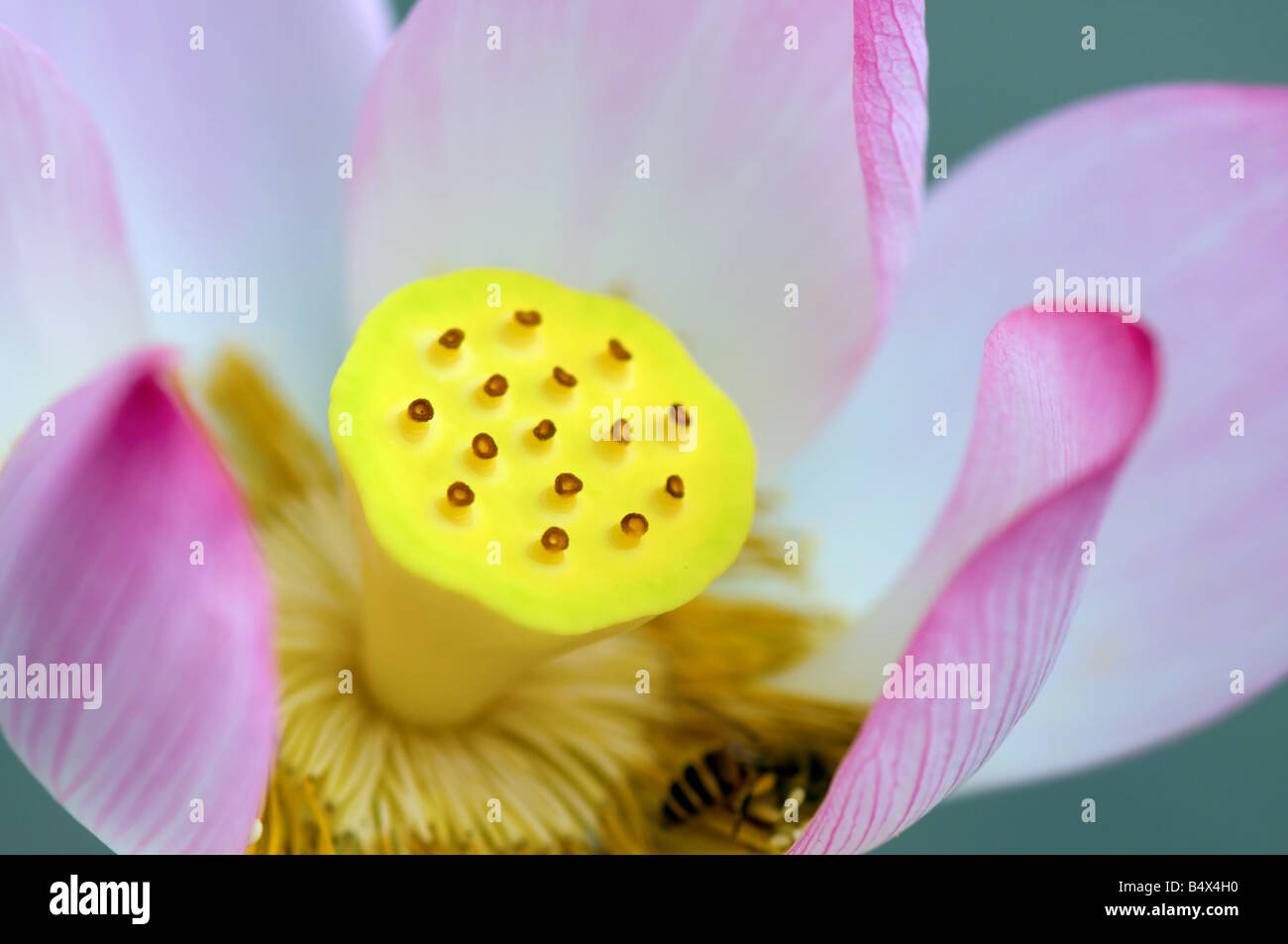 A blooming lotus flower Stock Photo - Alamy