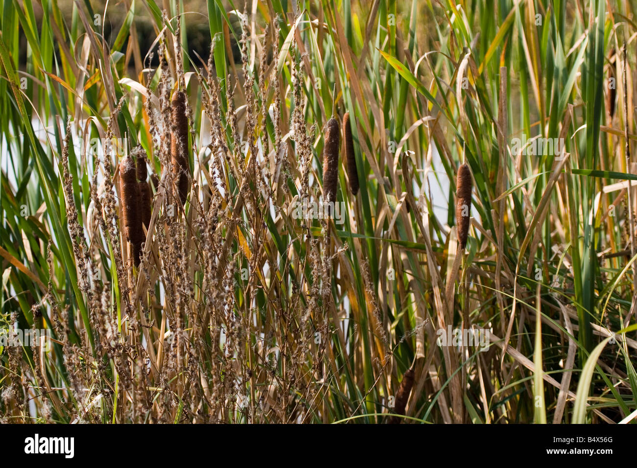 Cat tail in the swamp Stock Photo - Alamy