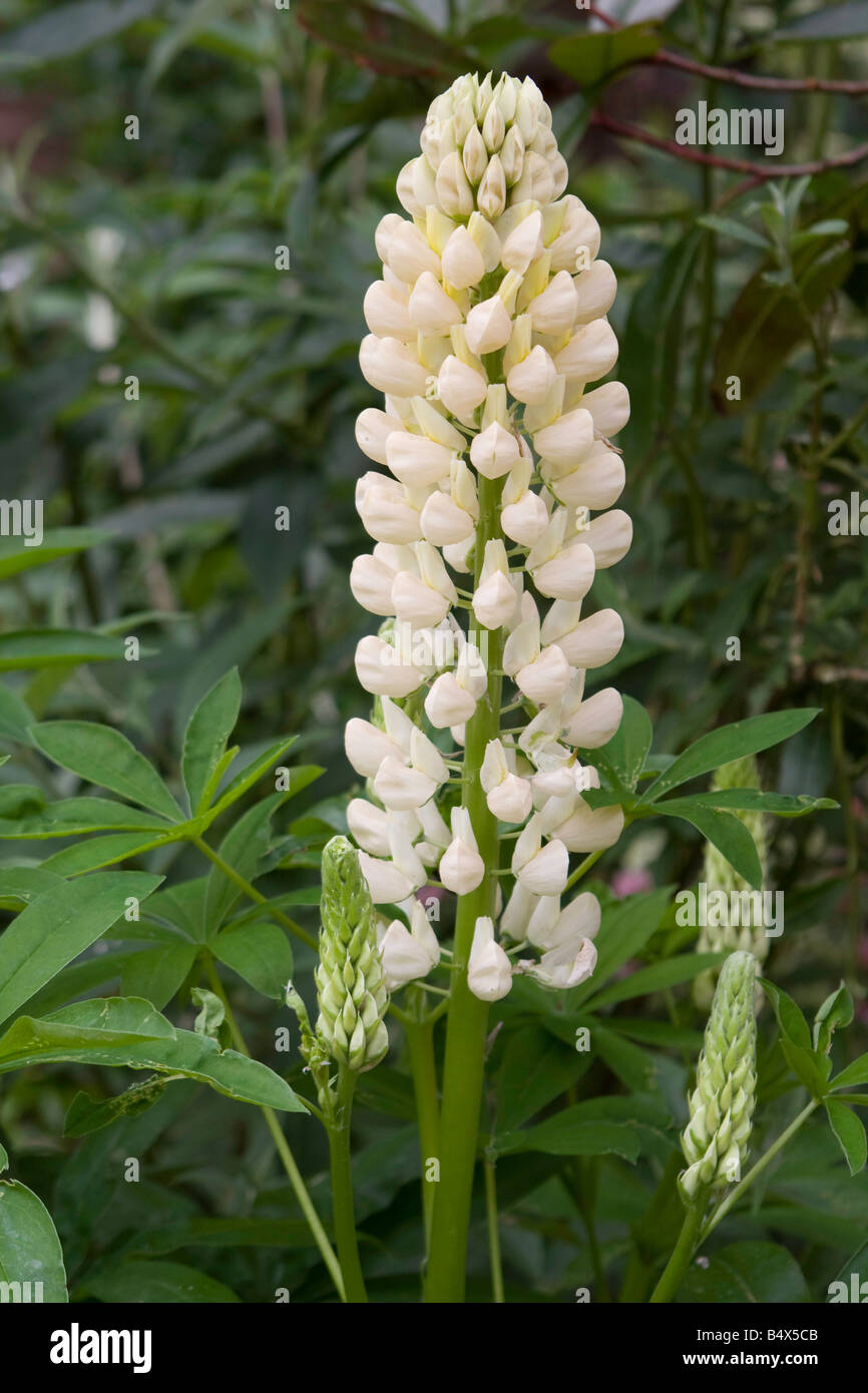 Cream lupin in herbaceous border Stock Photo - Alamy