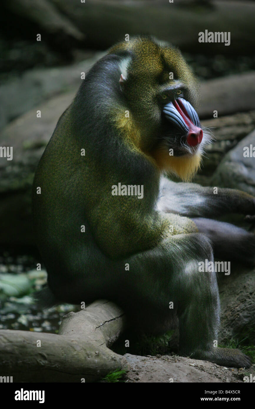 Mandrill gabon hi-res stock photography and images - Alamy