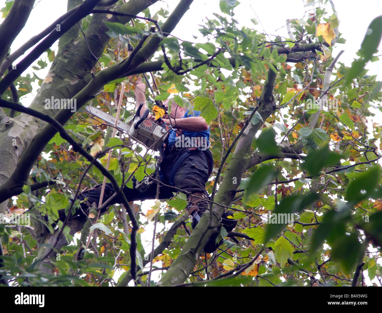 Tree topping hi-res stock photography and images - Alamy