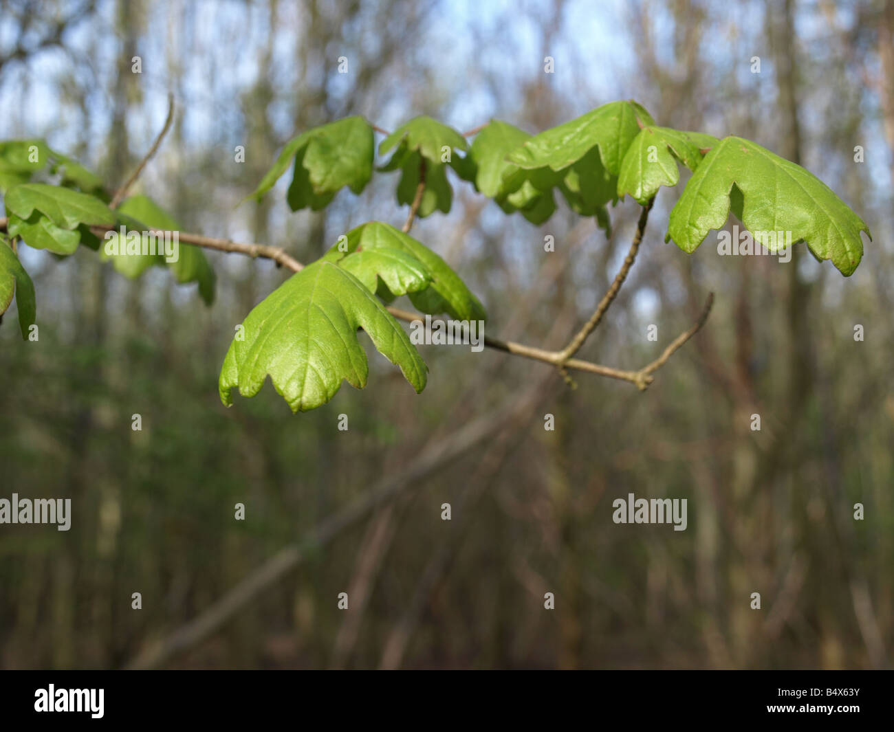 Sycamore Leaf, Spring OLYMPUS DIGITAL CAMERA Stock Photo - Alamy