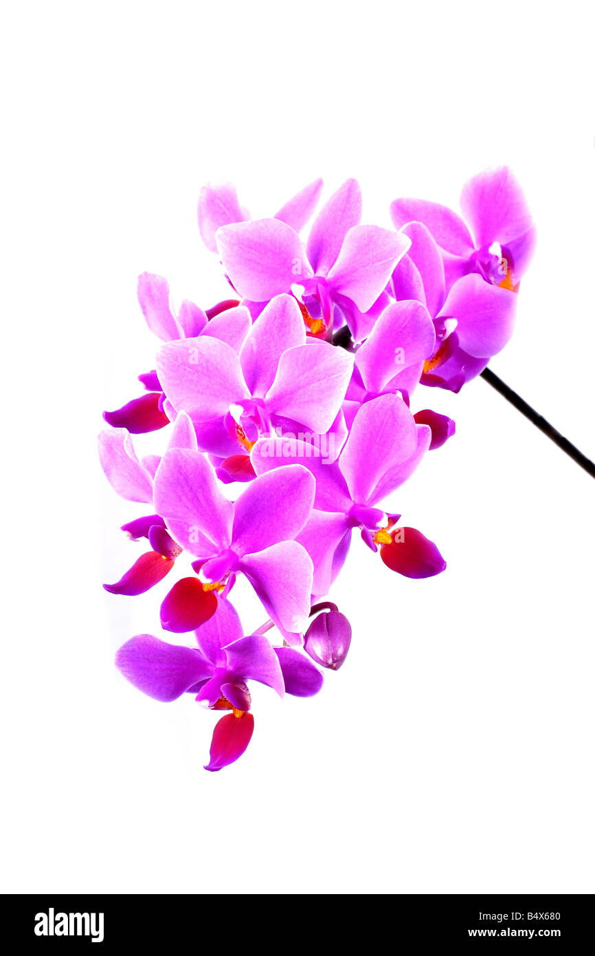 Freshness beautiful Cut Out Stock Images & Pictures - Alamy