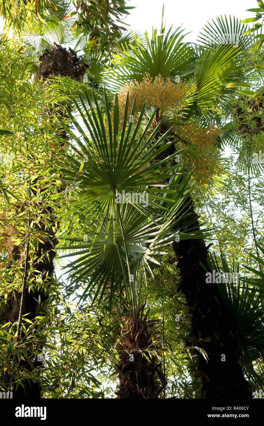 exotic palm plants in tropical garden, gardone, lake garda, italy Stock ...