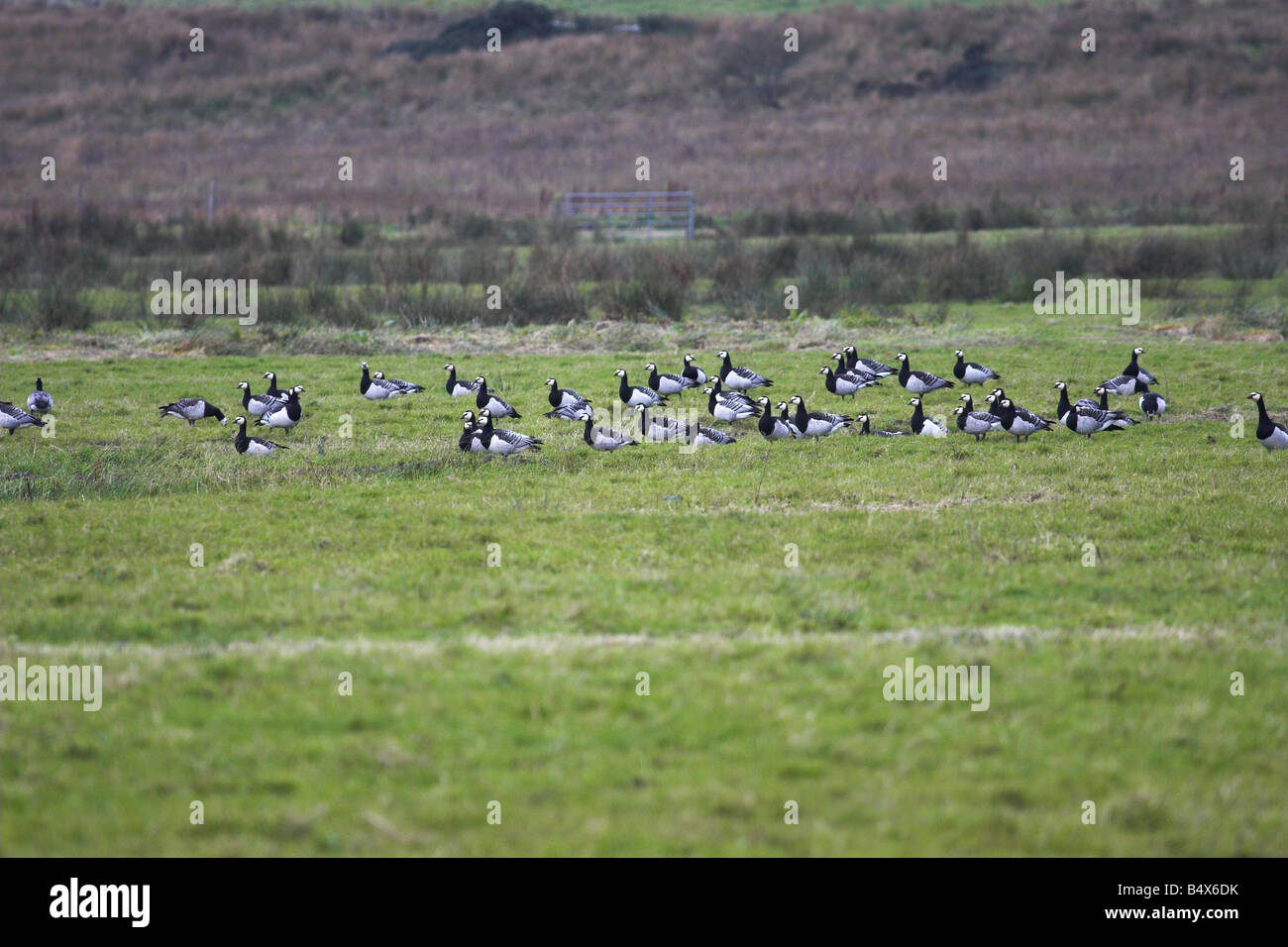 Barnacle Geese grazing on Islay Stock Photo - Alamy