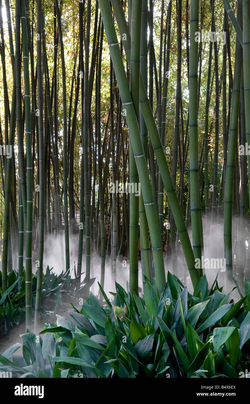 bamboo and spray mist, tropical garden, gardone, lake garda, italy ...