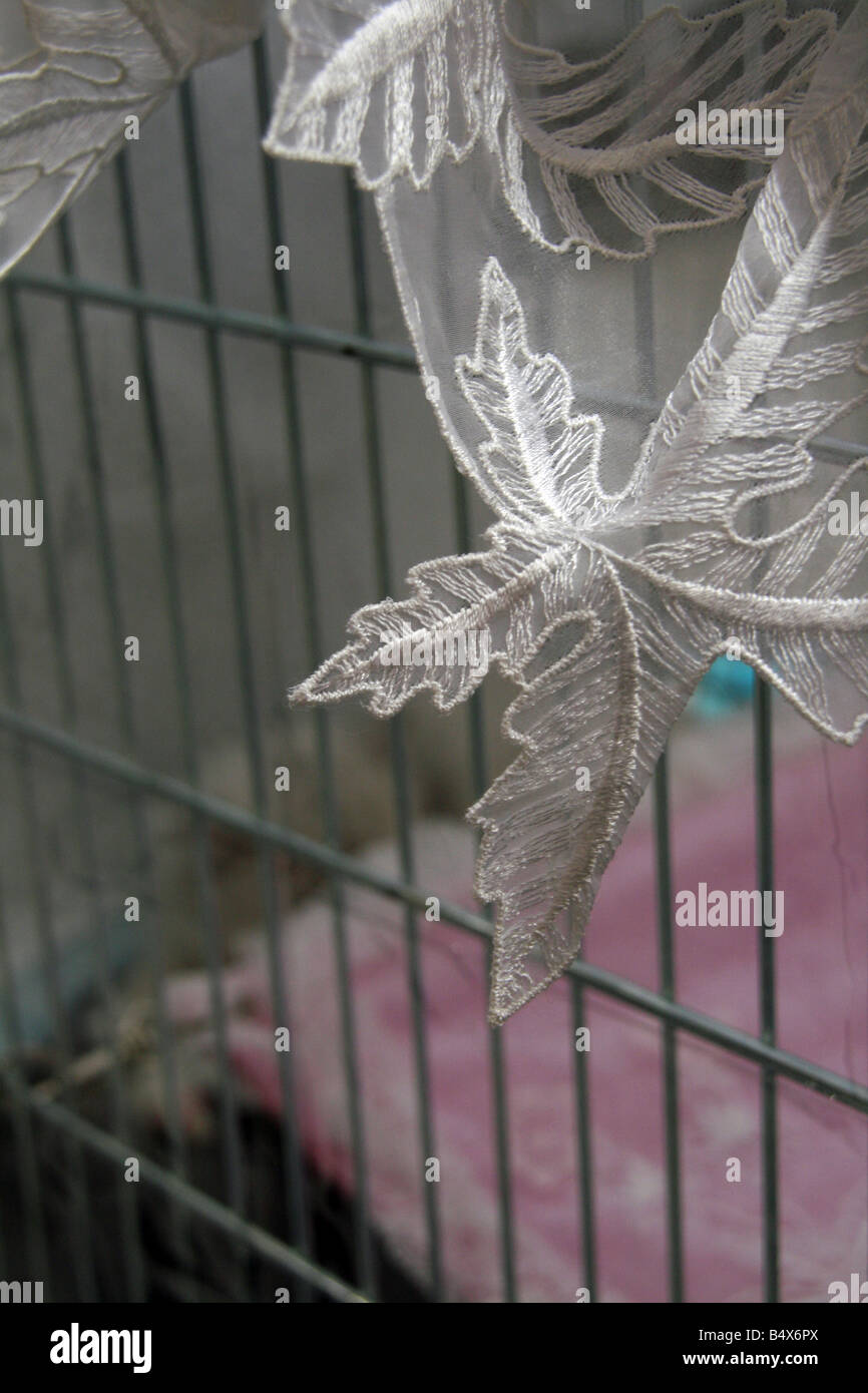 lace cover on pet animal cat cage Stock Photo - Alamy