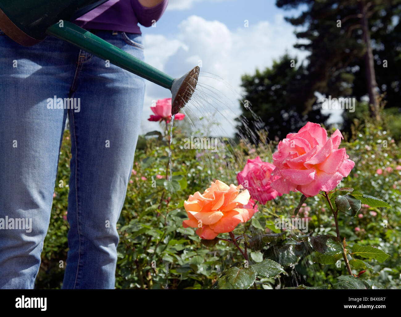 Gardener watering closeup rose hi-res stock photography and images - Alamy
