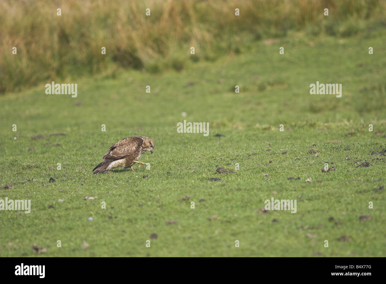 Immature Buzzard in field Stock Photo - Alamy