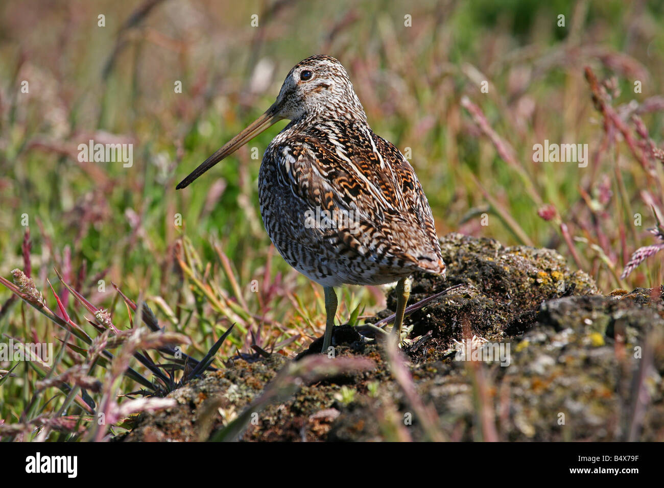 Falklands snipe hi-res stock photography and images - Alamy