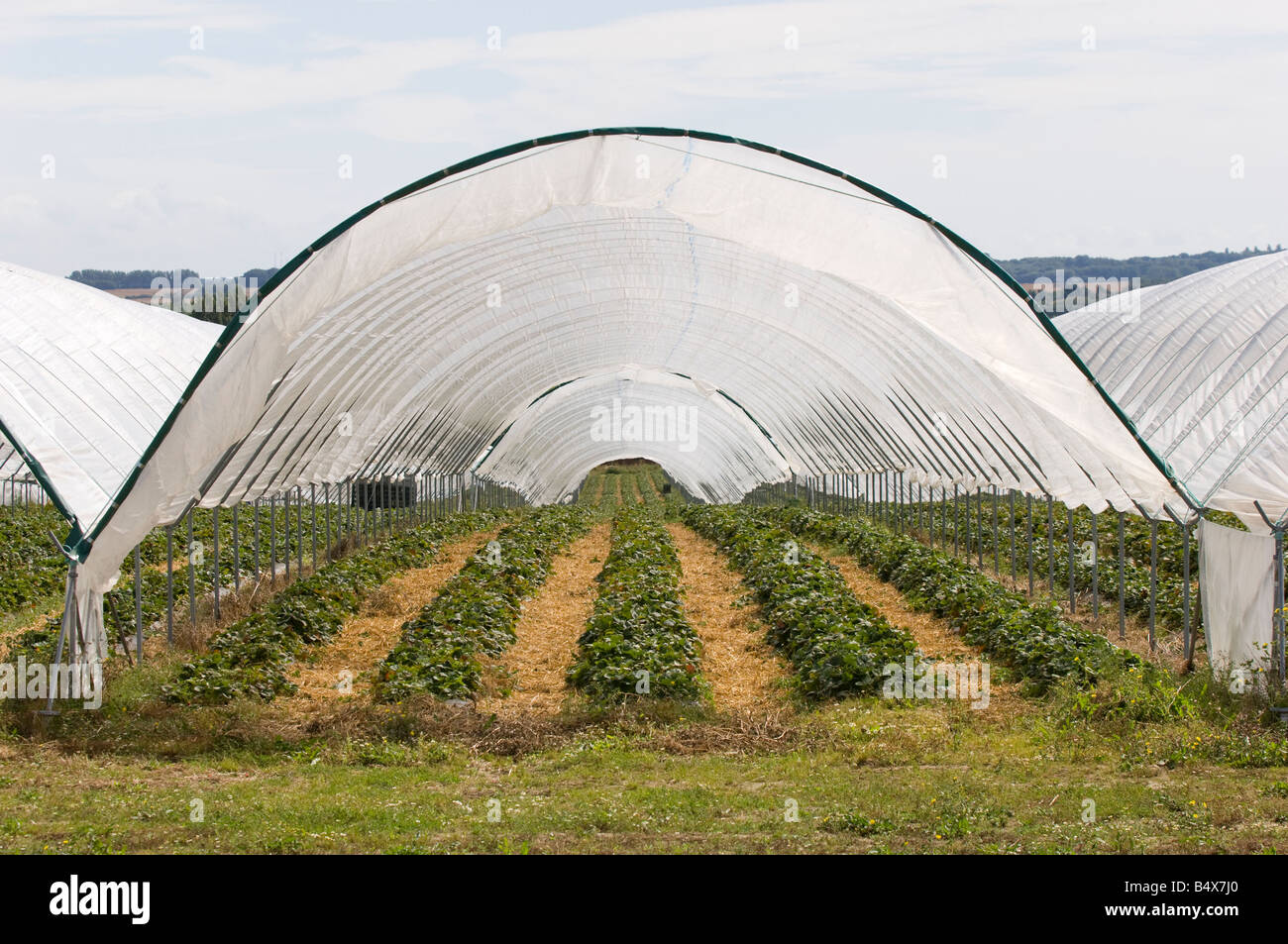 Strawberries growing under poly tunnels at Guilton Farm Kent England ...