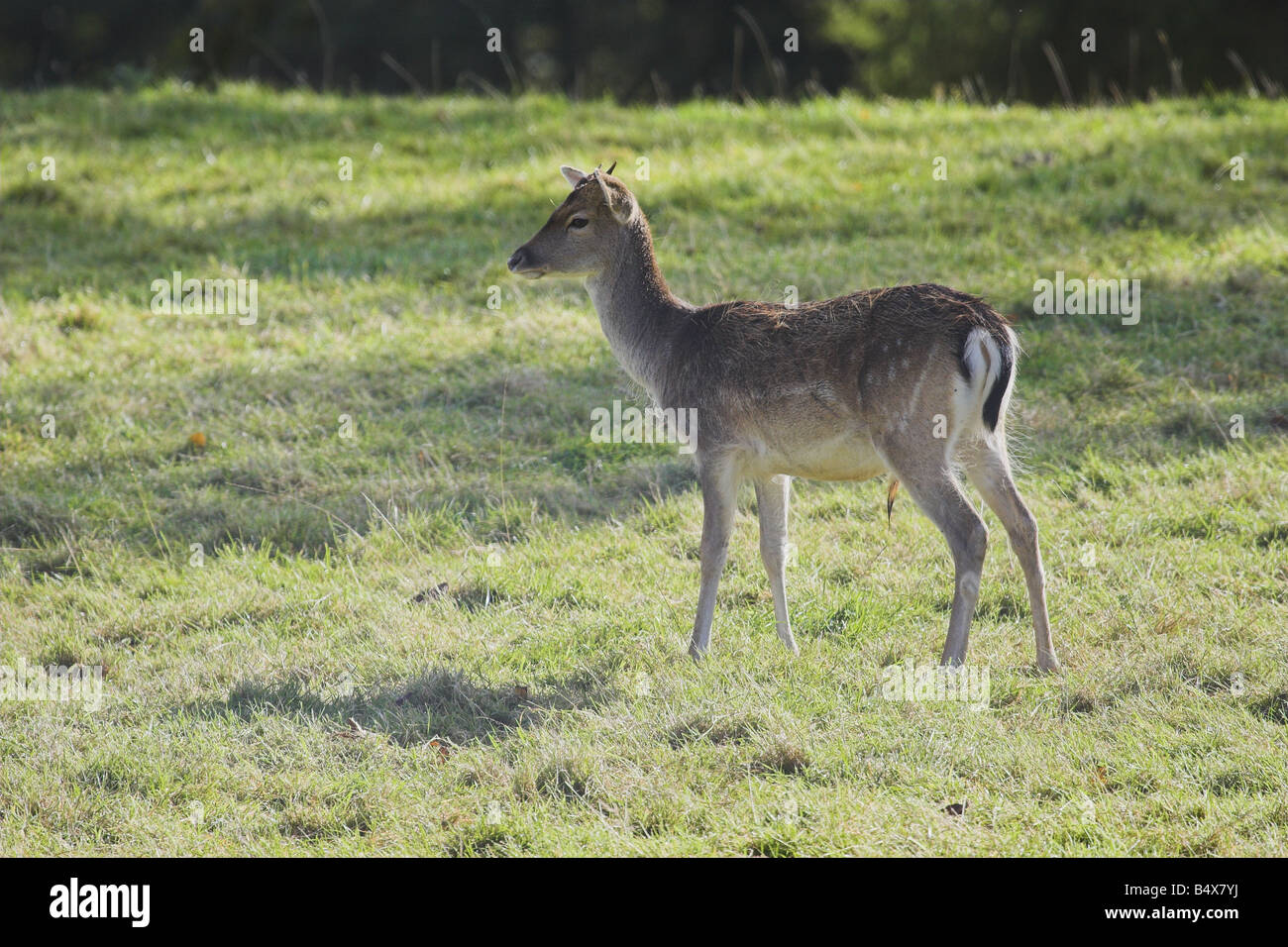 Young male Fallow Deer Stock Photo - Alamy