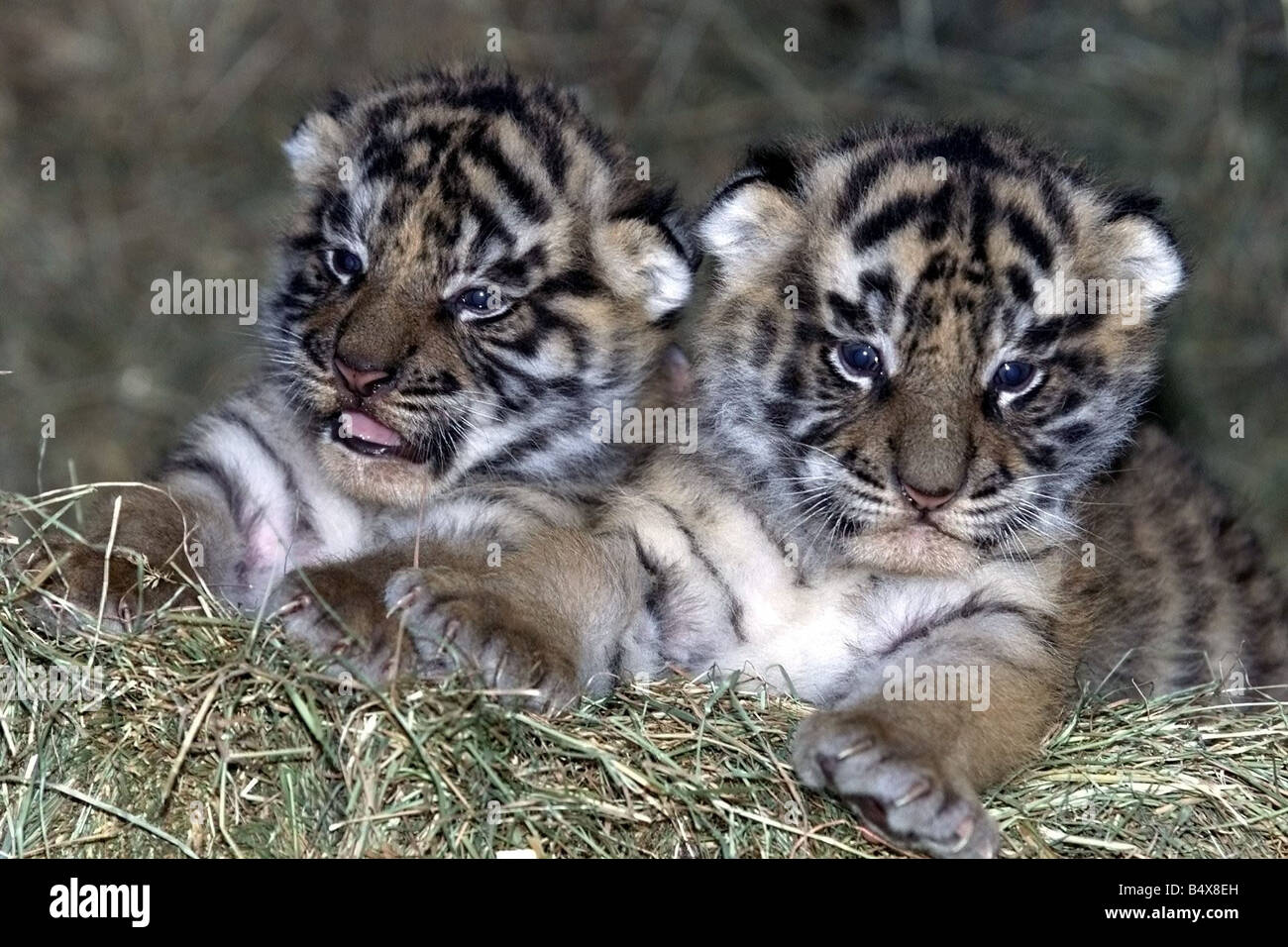 The two month old tiger cubs at the West Midland Safari Park Bewdley ...