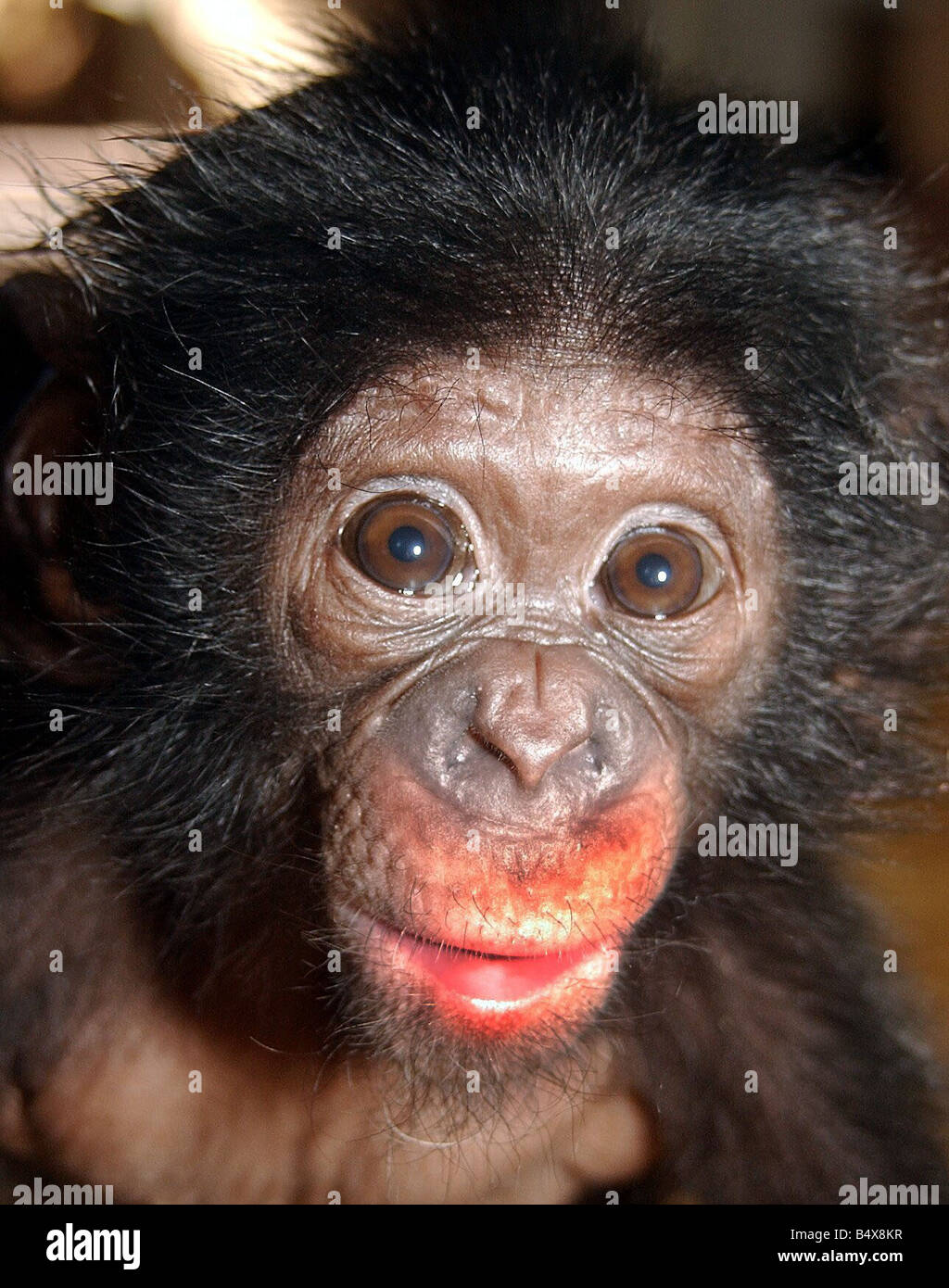 Baby bonobo monkey at Twycross zoo Stock Photo - Alamy