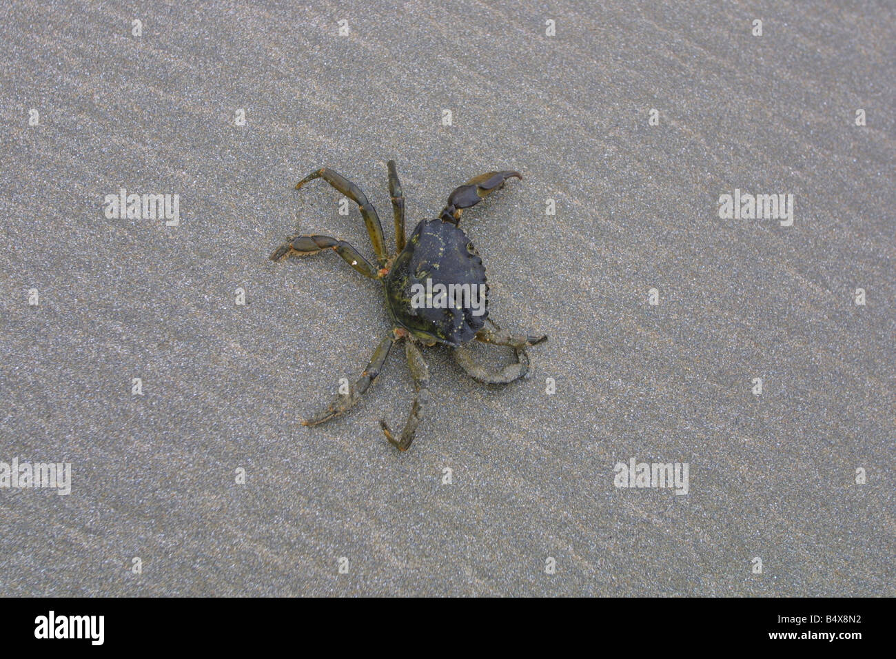 Shore crab, Carcinus maenas, on sandy beach Pembrokeshire coast ...