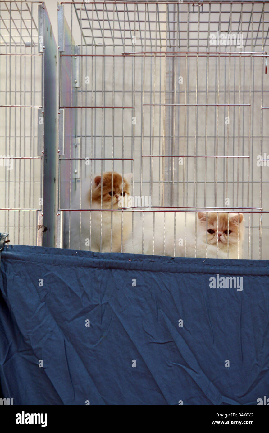 two cute fluffy cats in cage at cat show in rome Stock Photo - Alamy