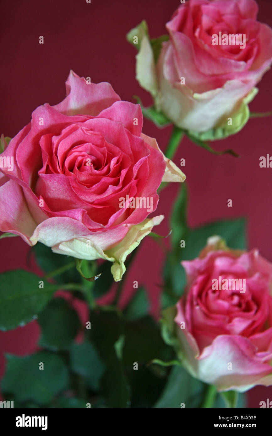 Three pink roses Stock Photo - Alamy