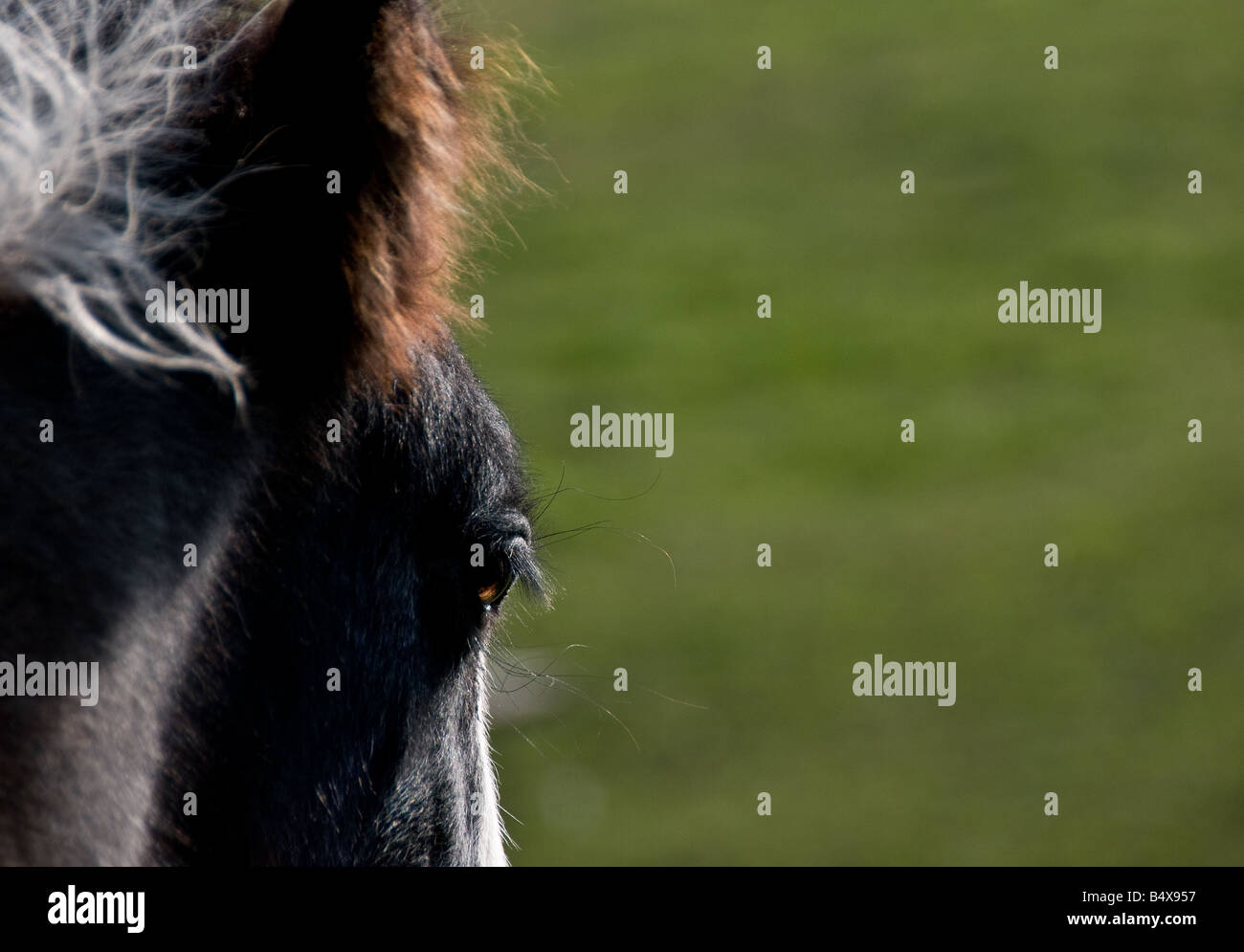 The eye of pony Stock Photo - Alamy
